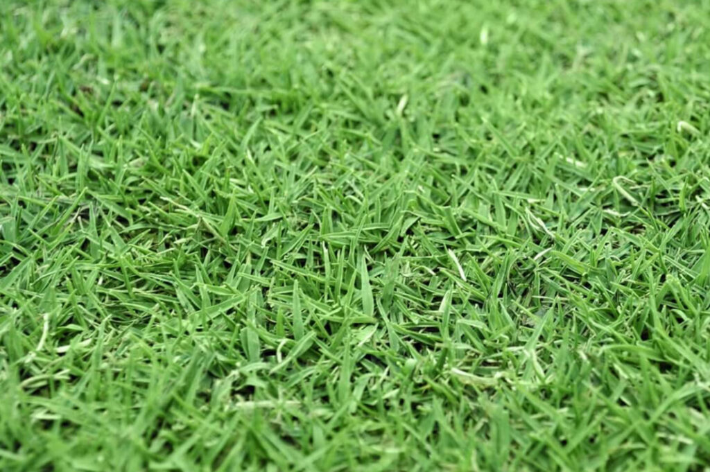 Santa Anna Couch - Buttrose Landscape & Garden Supplies